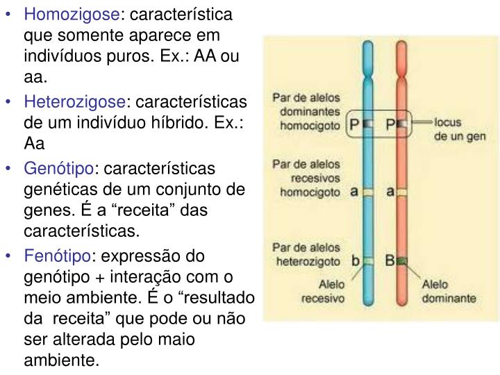 PPT - GENÉTICA – é o ramo da Biologia que estuda a hereditariedade ...