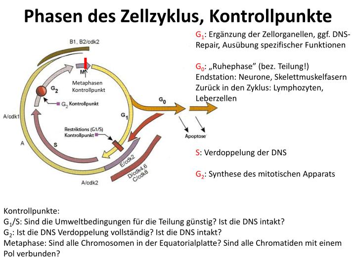 PPT - Zellzyklus , Zellteilung , Zelldifferenzierung , Zelltod ...