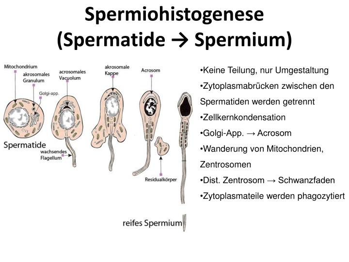 PPT - Zellzyklus , Zellteilung , Zelldifferenzierung , Zelltod ...
