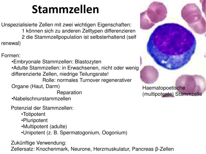 PPT - Zellzyklus , Zellteilung , Zelldifferenzierung , Zelltod ...