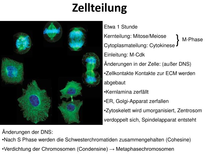 PPT - Zellzyklus , Zellteilung , Zelldifferenzierung , Zelltod ...