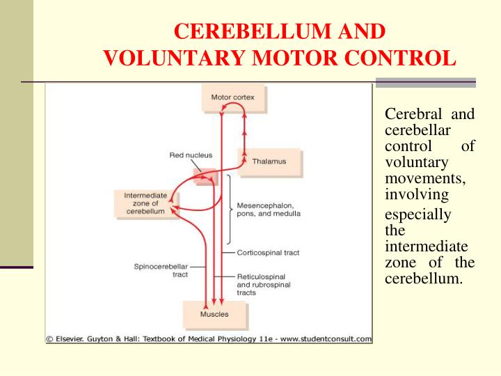 PPT - CEREBELLUM AND VESTIBULOCOCHLEAR NERVE PowerPoint Presentation ...