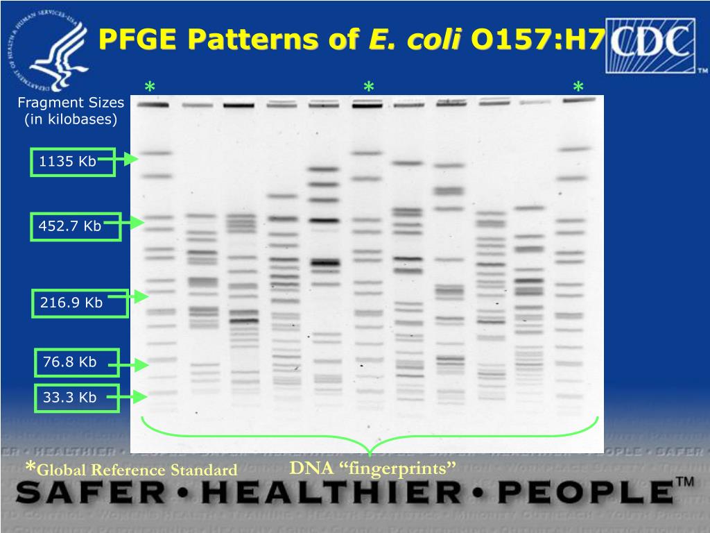 PPT - Molecular Surveillance of Foodborne Infections PowerPoint ...