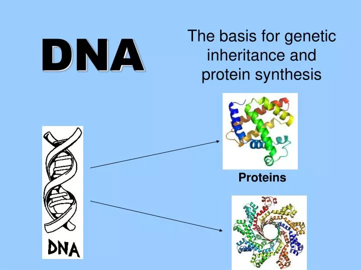 PPT - DNA PowerPoint Presentation, free download - ID:3696392