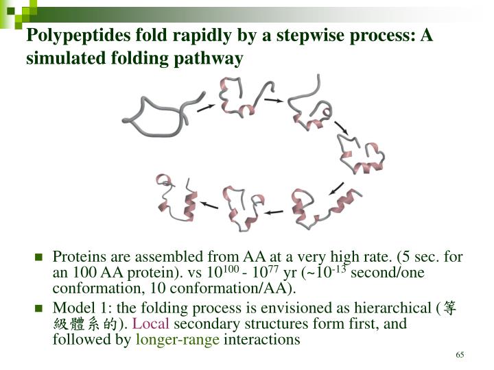PPT - Chapter 4 THE THREE-DIMENSIONAL STRUCTURE OF PROTEINS PowerPoint ...