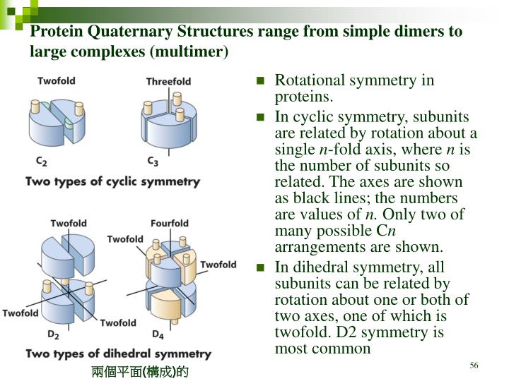 PPT - Chapter 4 THE THREE-DIMENSIONAL STRUCTURE OF PROTEINS PowerPoint ...