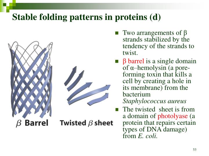 PPT - Chapter 4 THE THREE-DIMENSIONAL STRUCTURE OF PROTEINS PowerPoint ...