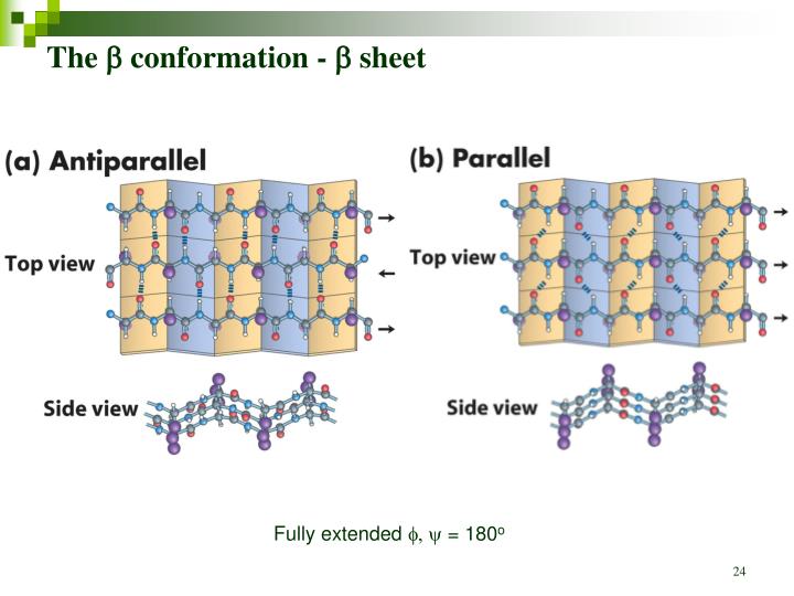 PPT - Chapter 4 THE THREE-DIMENSIONAL STRUCTURE OF PROTEINS PowerPoint ...