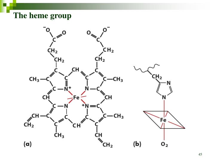 PPT - Chapter 4 THE THREE-DIMENSIONAL STRUCTURE OF PROTEINS PowerPoint ...