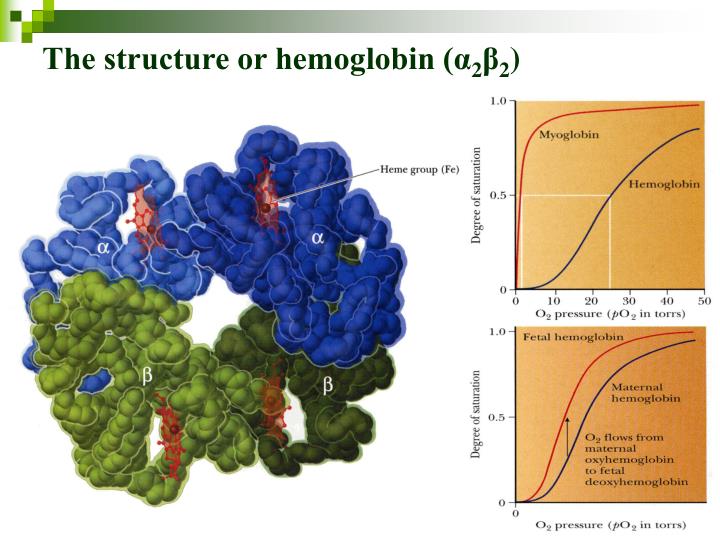 PPT - Chapter 4 THE THREE-DIMENSIONAL STRUCTURE OF PROTEINS PowerPoint ...