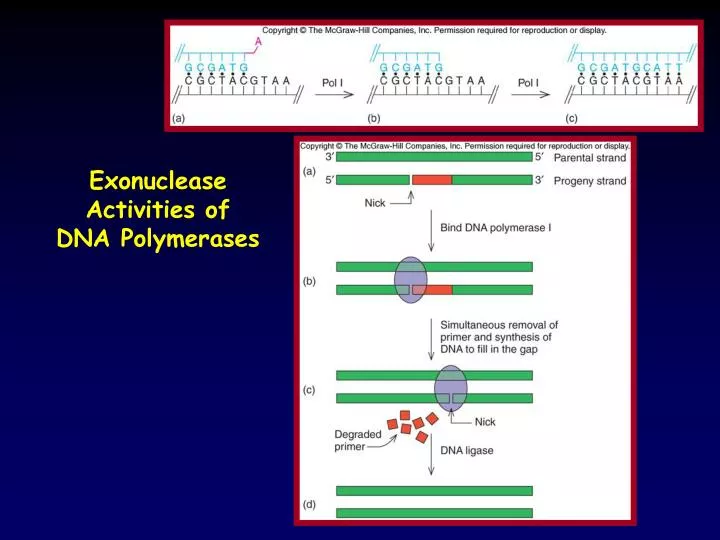 PPT - Exonuclease Activities of DNA Polymerases PowerPoint Presentation ...