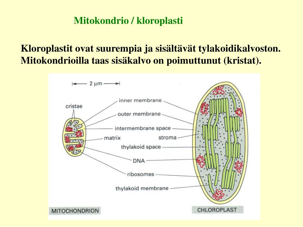 PPT - The Plant Cell / Mitokondriot PowerPoint Presentation, free ...