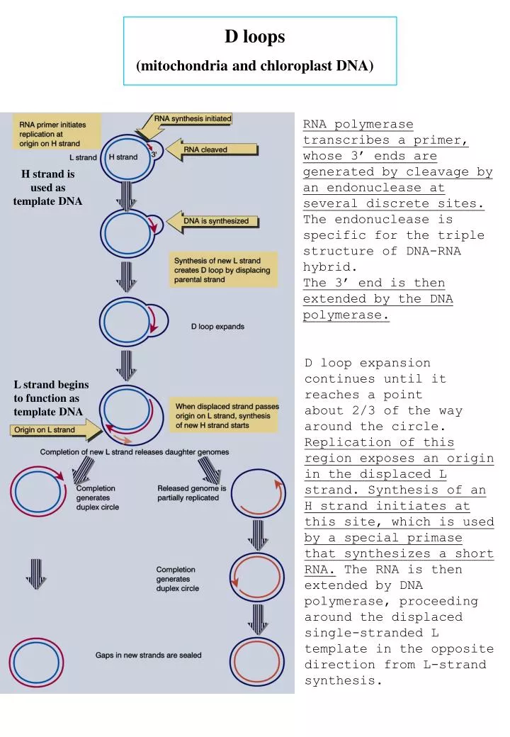 PPT - D loops (mitochondria and chloroplast DNA) PowerPoint ...
