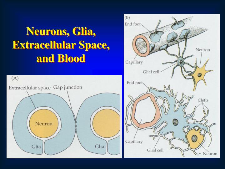 PPT - Neuron : Supporting cells : CNS : neuroglia (glia) PNS : Schwann ...