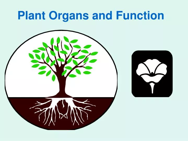 Ppt Organ Systems In Plants Powerpoint Presentation