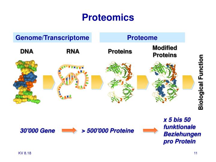 PPT - Gentherapie und Genomics PowerPoint Presentation - ID:3700505