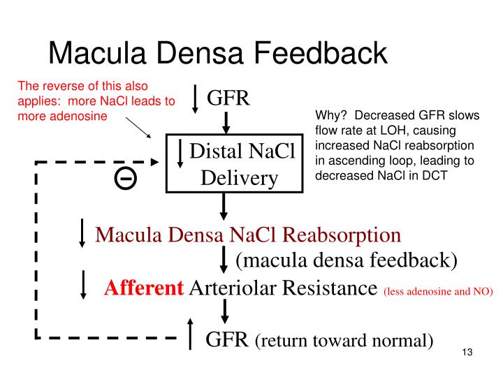 PPT - Determinants of Glomerular Filtration Rate PowerPoint ...