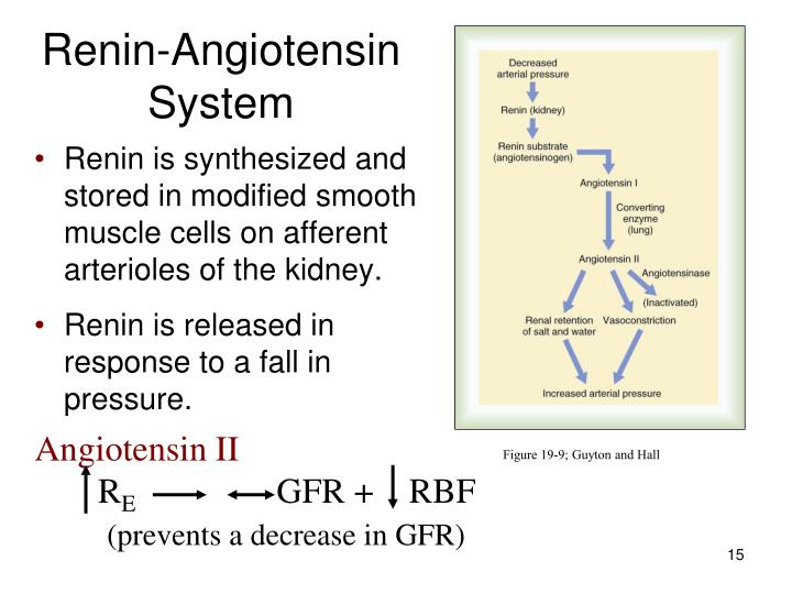 PPT - Determinants of Glomerular Filtration Rate PowerPoint ...