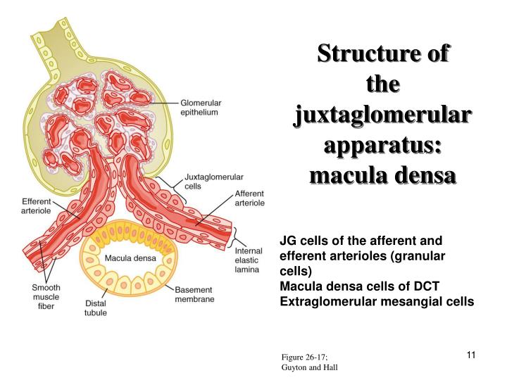 PPT - Determinants of Glomerular Filtration Rate PowerPoint ...