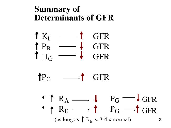 PPT - Determinants of Glomerular Filtration Rate PowerPoint ...