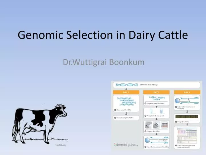 PPT - Genomic Selection in Dairy Cattle PowerPoint Presentation - ID ... PPT - Genomic Selection in Dairy Cattle PowerPoint Presentation - ID ...