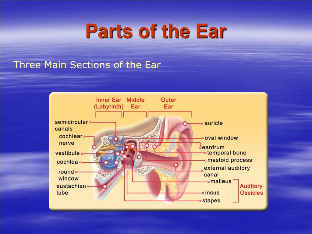 Ppt Parts Of The Ear Powerpoint Presentation Free Download Id3704284