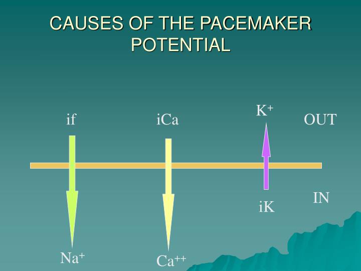 PPT - CARDIOVASCULAR PHYSIOLOGY PowerPoint Presentation - ID:3705765