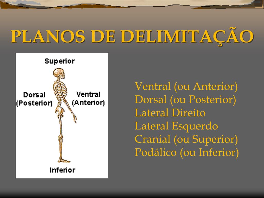 Termos De Posição E Direção Anatomia Humana - FDPLEARN Termos De Posição E Direção Anatomia Humana - FDPLEARN