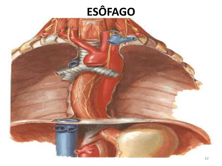 PPT - ANATOMIA HUMANA PowerPoint Presentation - ID:3706693