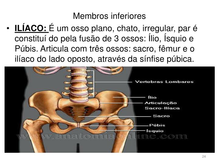 PPT - ANATOMIA HUMANA PowerPoint Presentation - ID:3706693