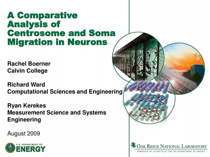 PPT - A Comparative Analysis of Centrosome and Soma Migration in ...