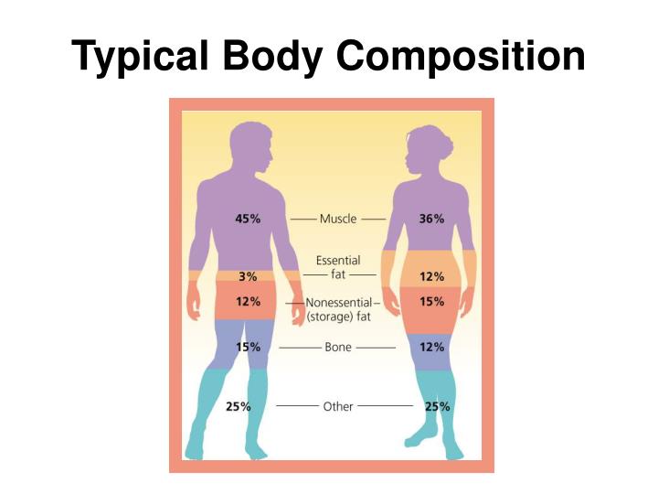 PPT - Body Composition PowerPoint Presentation - ID:3708382