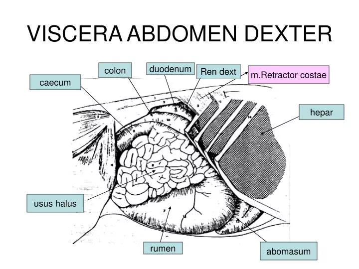 PPT - VISCERA ABDOMEN DEXTER PowerPoint Presentation, free download ...