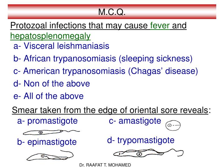 PPT - Trypanosoma PowerPoint Presentation - ID:3708960
