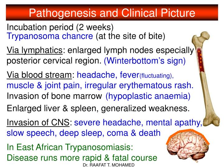 PPT - Trypanosoma PowerPoint Presentation - ID:3708960