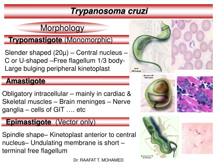 Trypanosoma Brucei Gambiense And Rhodesiense Life Cycle