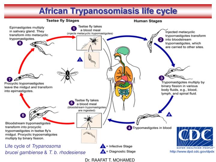 PPT - Trypanosoma PowerPoint Presentation - ID:3708960