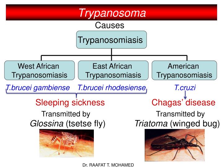 PPT - Trypanosoma PowerPoint Presentation - ID:3708960