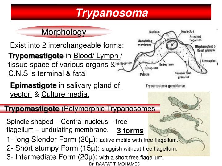 PPT - Trypanosoma PowerPoint Presentation - ID:3708960