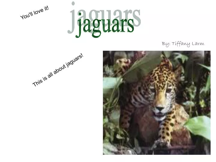 PPT - jaguars PowerPoint Presentation, free download - ID:3709192