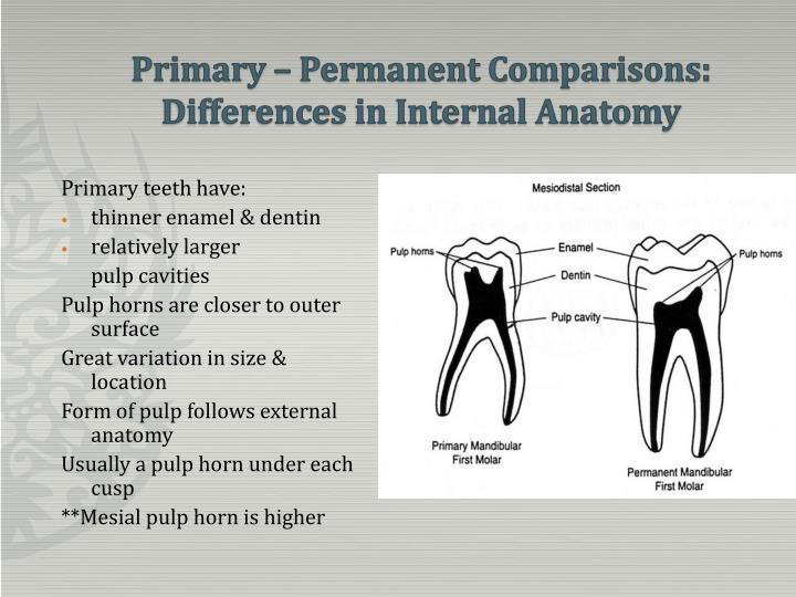 PPT - Primary Dentition PowerPoint Presentation - ID:3709212