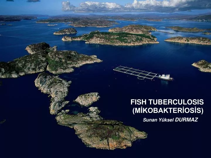 PPT - FISH TUBERCULOSIS (MİKOBAKTERİOSİS) PowerPoint Presentation, free ...
