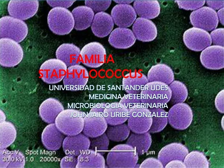 PPT - FAMILIA STAPHYLOCOCCUS PowerPoint Presentation, free download ...