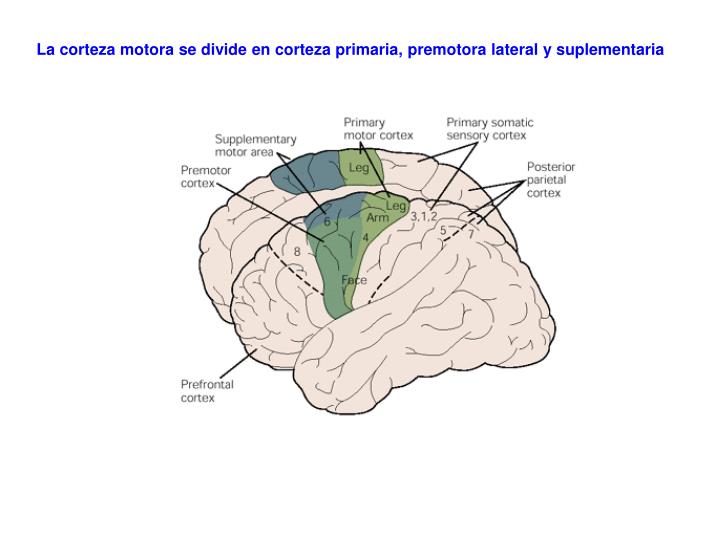 PPT - LA CORTEZA MOTORA Y LOS MOVIMIENTOS VOLUNTARIOS PowerPoint ...