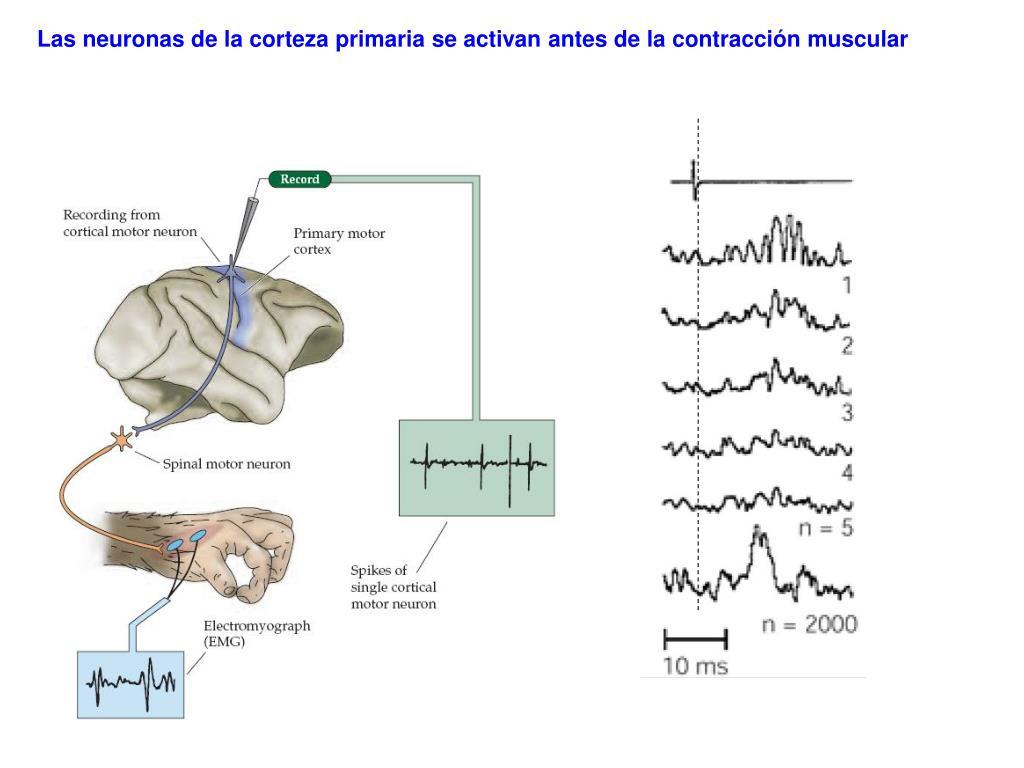 PPT - LA CORTEZA MOTORA Y LOS MOVIMIENTOS VOLUNTARIOS PowerPoint ...