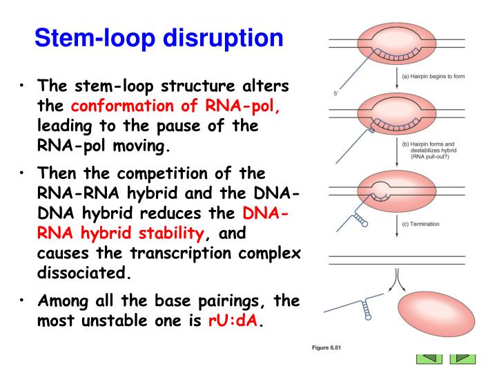 PPT - Lecture 3 RNA Biosynthesis (Transcription) PowerPoint ...