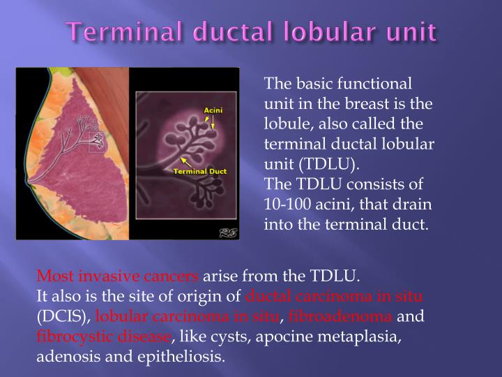 PPT - Breast Calcifications - Differential diagnosis and BIRADS ...