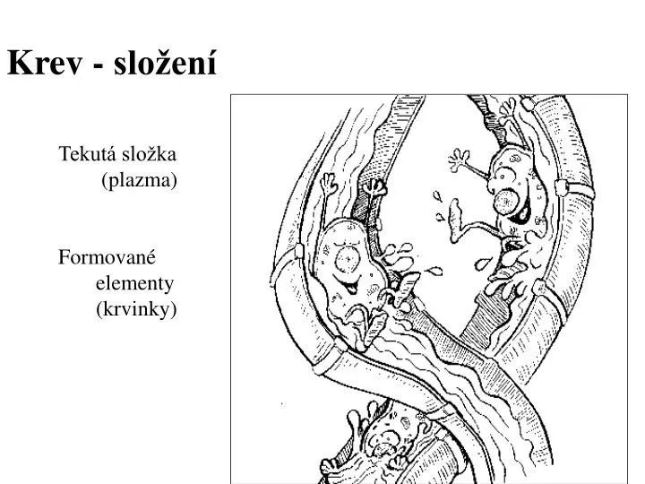 PPT - Krev - složení PowerPoint Presentation, free download - ID:3714866