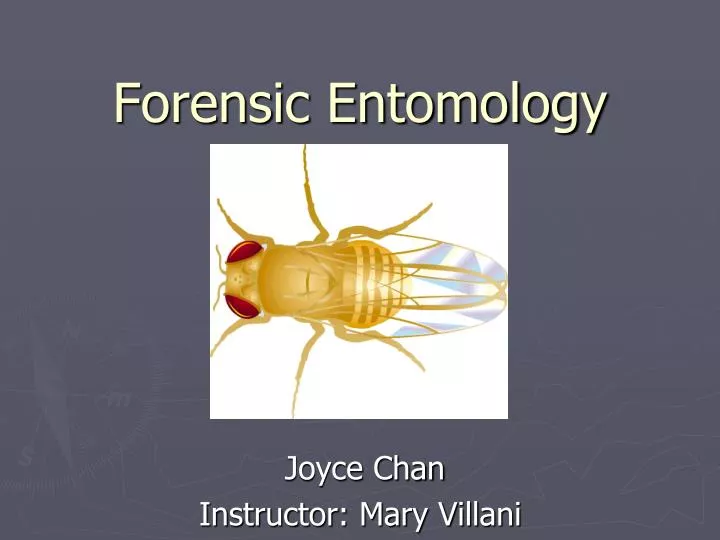 PPT - Forensic Entomology PowerPoint Presentation, free download - ID ...