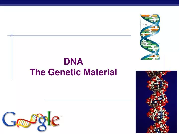 PPT - DNA The Genetic Material PowerPoint Presentation, free download ...